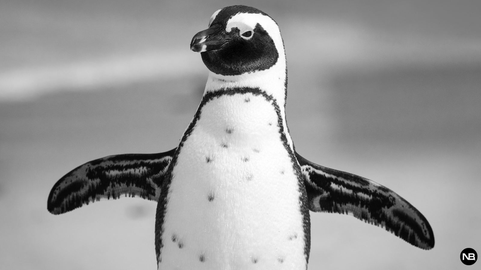 Top 5 Linux Commands Used by Network Engineers Webinar